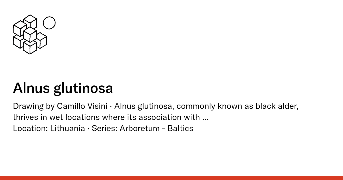 Alnus glutinosa - Drawing - Camillo Visini